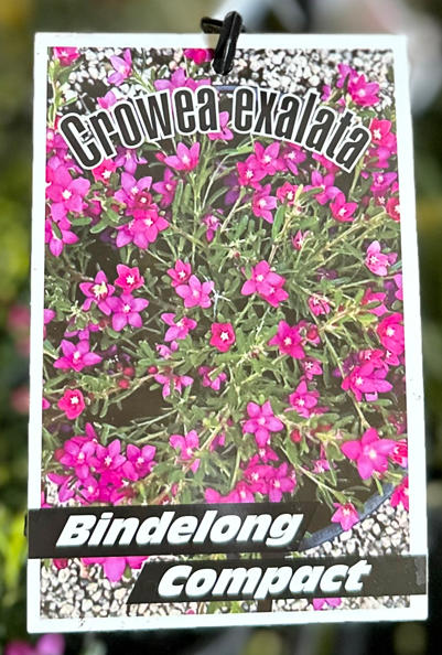 CROWEA exalata 'Bindelong Compacta' - Echuca Plant Farm