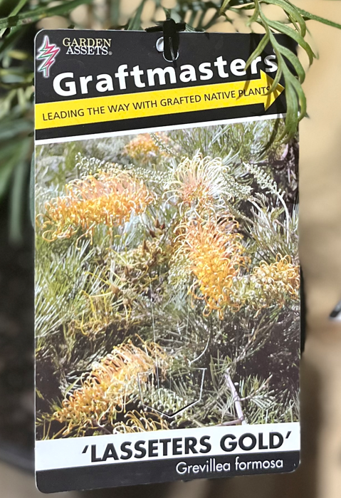 GREVILLEA 'Lassiter's Gold' - Echuca Plant Farm
