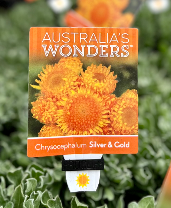 CHRYSOCEPHALUM apiculatum 'Silver and Gold' - Echuca Moama Plant Farm