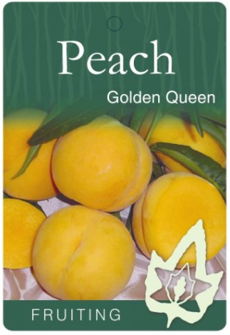 PRUNUS persica 'Golden Queen' (Peach) - Echuca Plant Farm