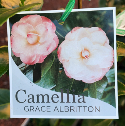 CAMELLIA japonica 'Grace Albritton' - Echuca Plant Farm