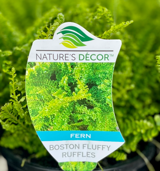 NEPHROLEPIS 'Fluffy Ruffles Fern' - Echuca Moama Plant Farm