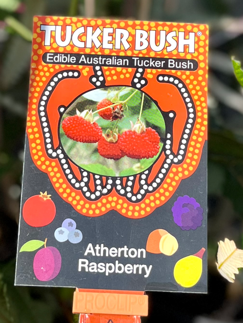 TUCKER BUSH 'Atherton Raspberry' - Echuca Plant Farm
