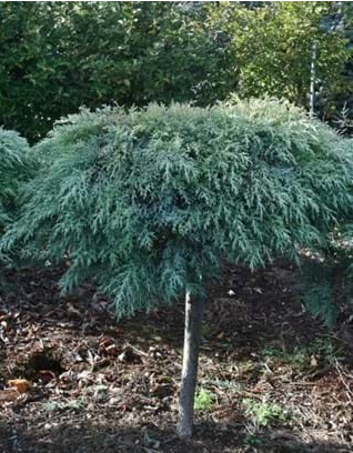 CUPRESSUS macrocarpa Greenstead Magnificent - Echuca Plant Farm