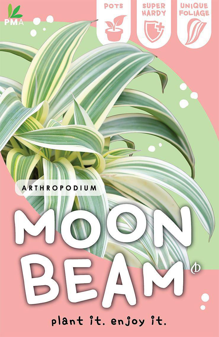 ARTHROPODIUM ‘Moonbeam’ - Echuca Plant Farm