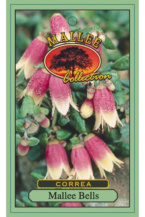 Correa reflexa 'Mallee Pixie' - Echuca Plant Farm