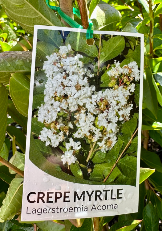 LAGERSTROEMIA 'Acoma' (Crepe Myrtle) - Echuca Moama Plant Farm