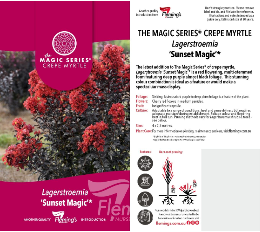 Lagerstroemia 'PIILAG-IX'* Sunset Magic (Crepe Myrtle) Copy - Echuca ...