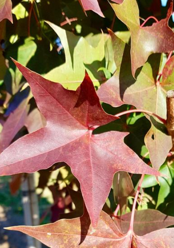 ACER truncatum x platanoides 'Ruby Sunset' (JFS-KW249) - Echuca Plant Farm