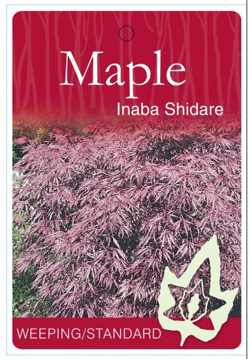 ACER palmatum dissectum 'Inaba Shidare' (Weeping Standard) - Echuca ...