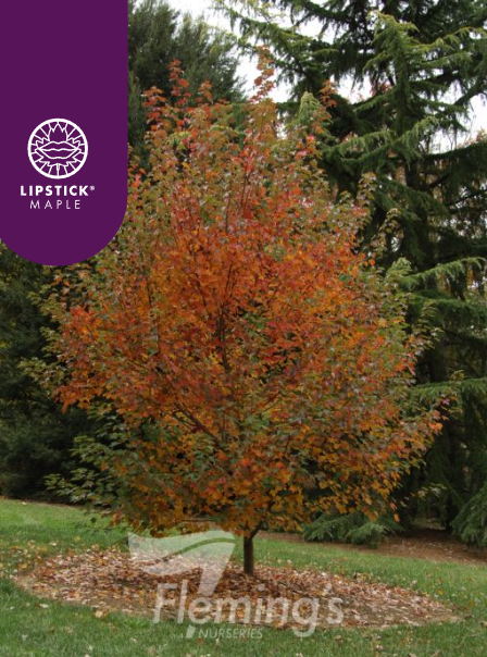 ACER rubrum 'Fairview Flame' (Lipstick Maple) - Echuca Plant Farm
