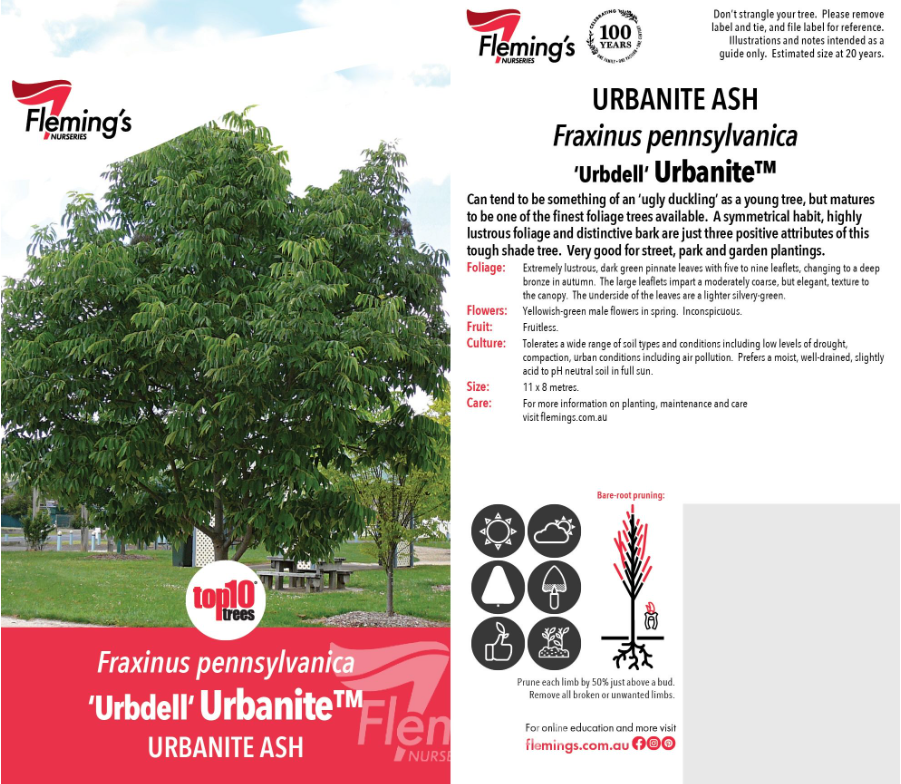 FRAXINUS pennsylvanica 'Urbdell' Urbanite - Echuca Plant Farm