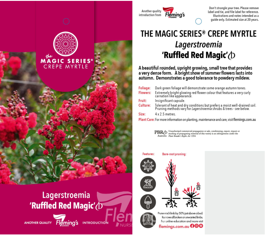 LAGERSTROEMIA 'Ruffled Red Magic' (Crepe Myrtle) - Echuca Plant Farm