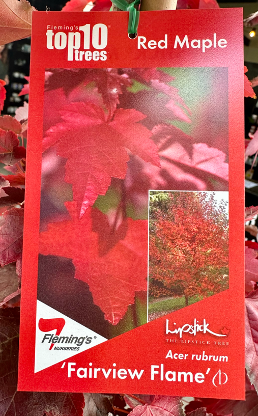 ACER rubrum 'Fairview Flame' (Lipstick Maple) - Echuca Plant Farm
