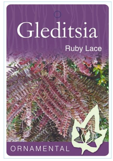 GLEDITSIA triacanthos inermis 'Ruby Lace' - Echuca Plant Farm