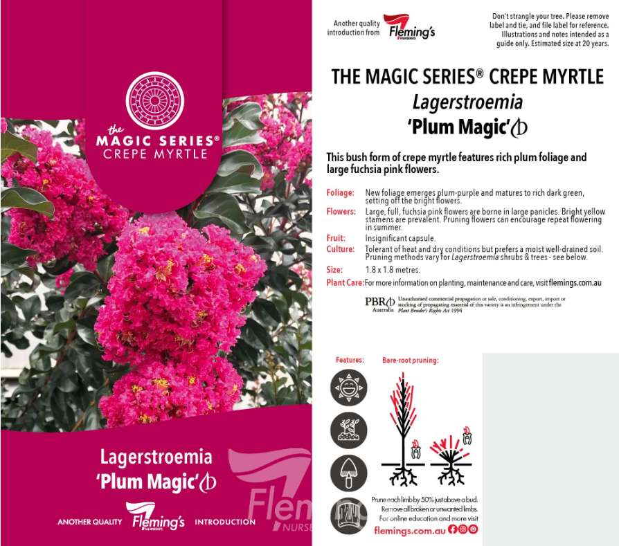 LAGERSTROEMIA 'Plum Magic' (Crepe Myrtle) - Echuca Plant Farm
