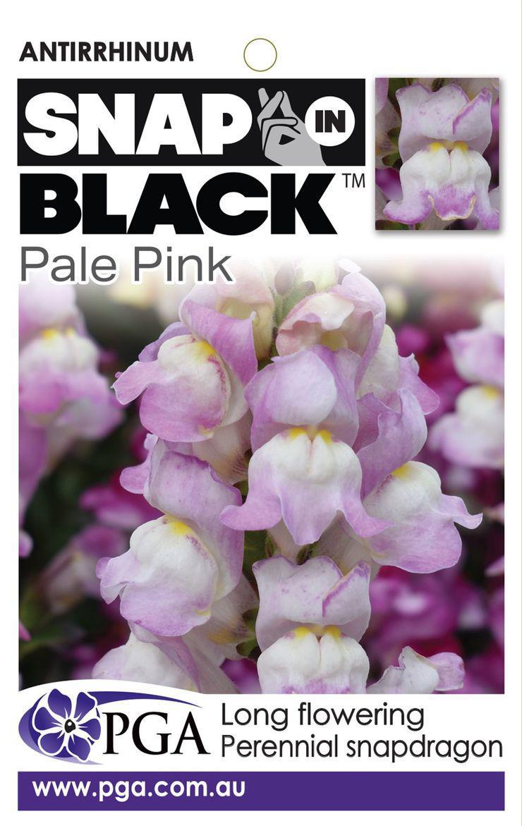 ANTIRRHINUM ‘Pale Pink Snap in Black ’ - Echuca Plant Farm