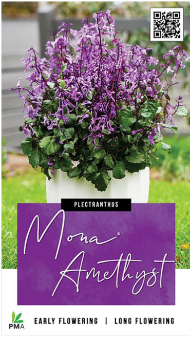 Plectranthus ‘Mona® Amethyst’ - Echuca Plant Farm
