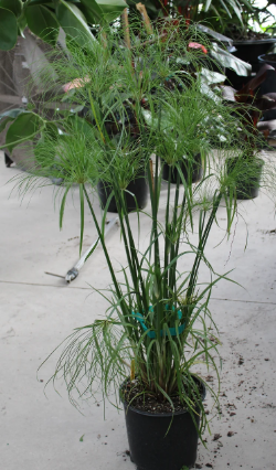 Cyperus papyrus 'Giant Papyrus' - Echuca Moama Plant Farm