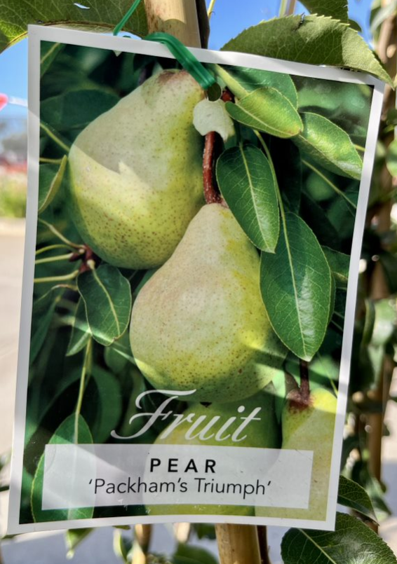 PEAR 'Packham's Triumph' - Echuca Plant Farm