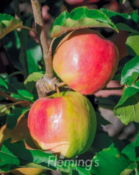 APPLE Dwarf Pink Lady cv. 'Cripps Pink' - Echuca Plant Farm