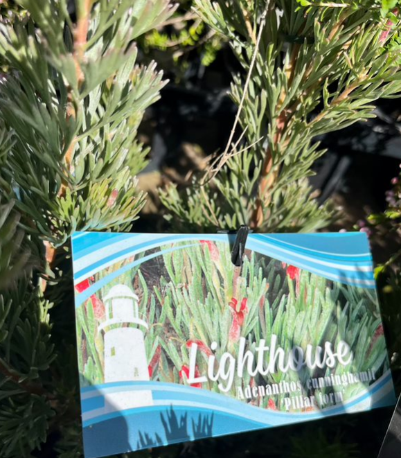 ADENANTHOS cunninghamii 'Lighthouse' - Echuca Plant Farm
