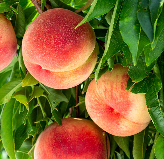 PEACH 'Elberta' - Echuca Plant Farm