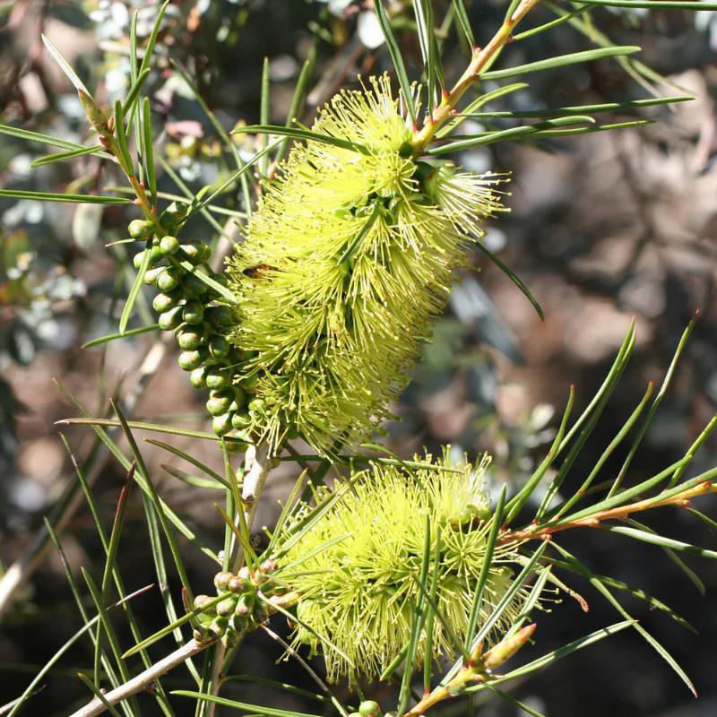 Callistemon pinifolius 'green dwarf' - Echuca Plant Farm