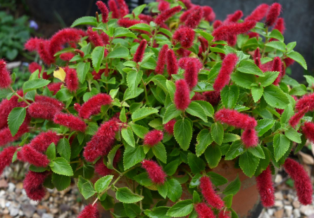 ACALYPHA 'Stephie' - Echuca Plant Farm