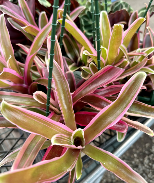 BROMELIAD Neorogelia 'Fire Ball' - Echuca Plant Farm