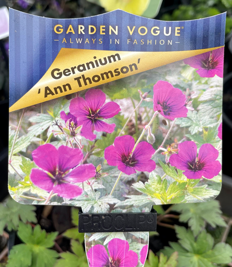 GERANIUM 'Ann Thomson' - Echuca Plant Farm