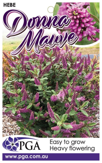 HEBE 'Donna Mauve' - Echuca Plant Farm
