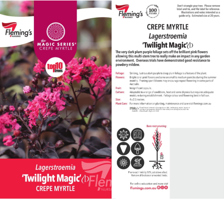 LAGERSTROEMIA 'Twilight Magic' (Crepe Myrtle) - Echuca Plant Farm