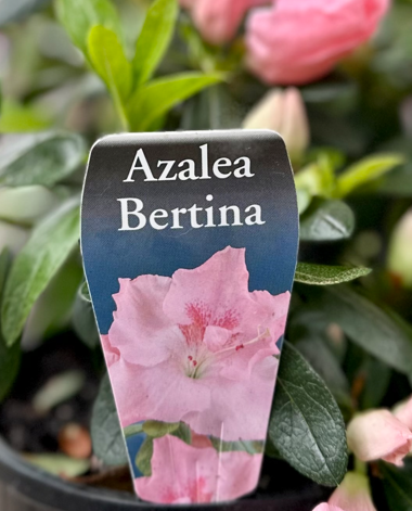 AZALEA 'Bertina' (Bush) - Echuca Plant Farm