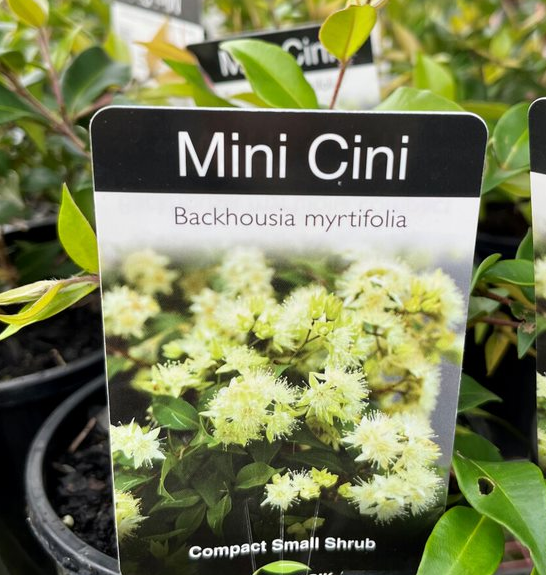 BACKHOUSIA myrtifolia 'Mini Cini' - Echuca Plant Farm