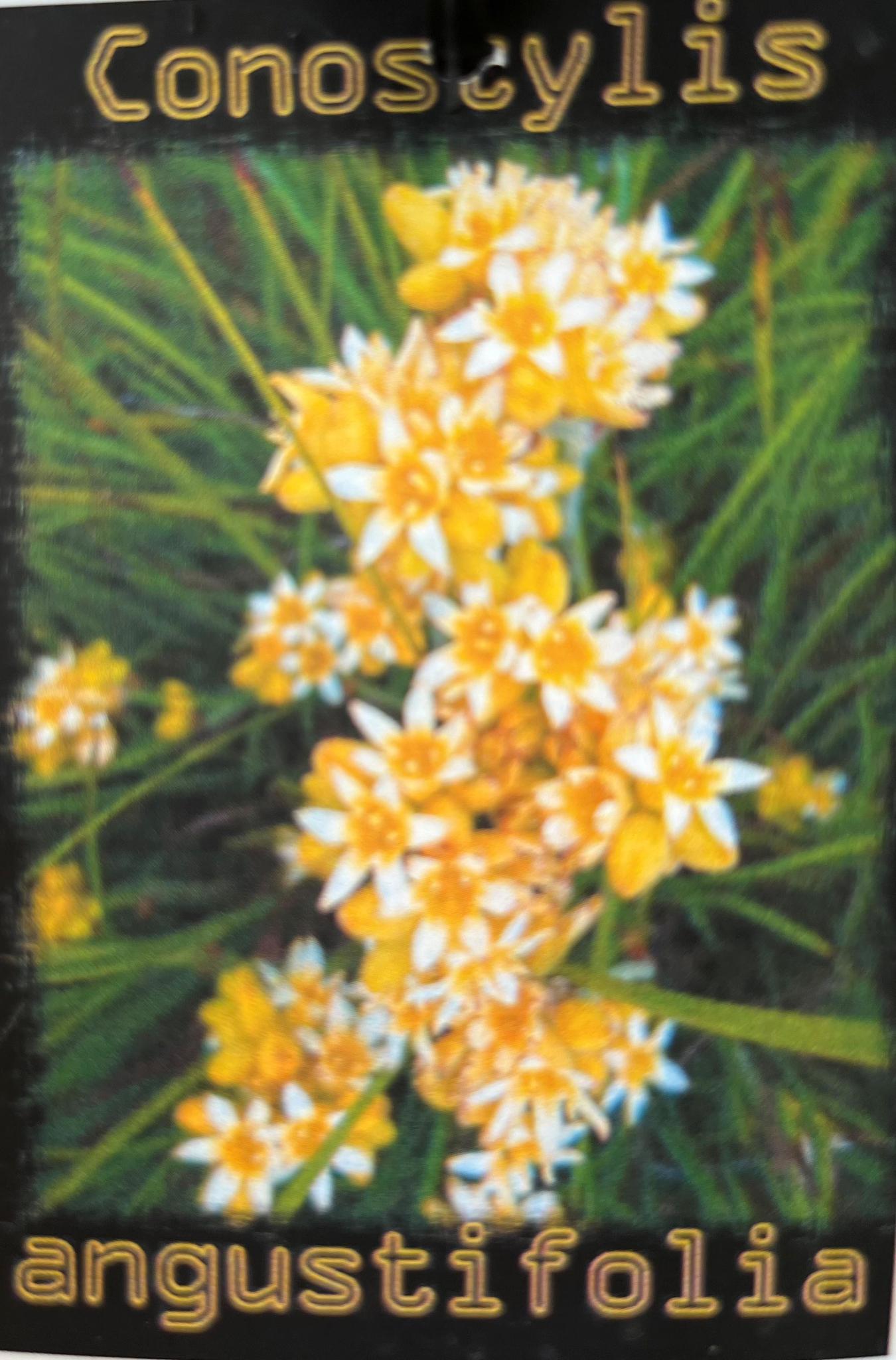 CONOSTYLIS "Angustifolia" - Echuca Plant Farm