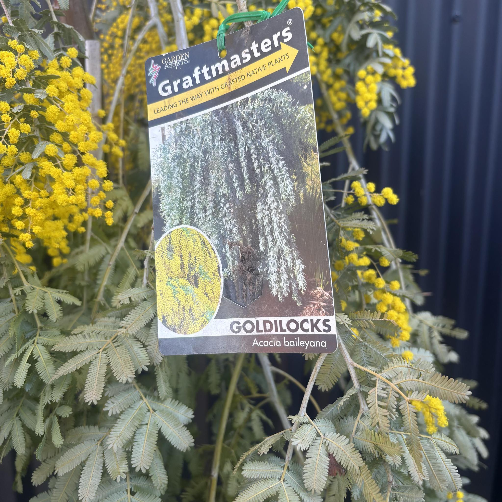 Acacia baileyana Goldilocks Standard - Echuca Plant Farm