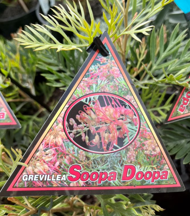 GREVILLEA 'Soopa Doopa' - Echuca Plant Farm