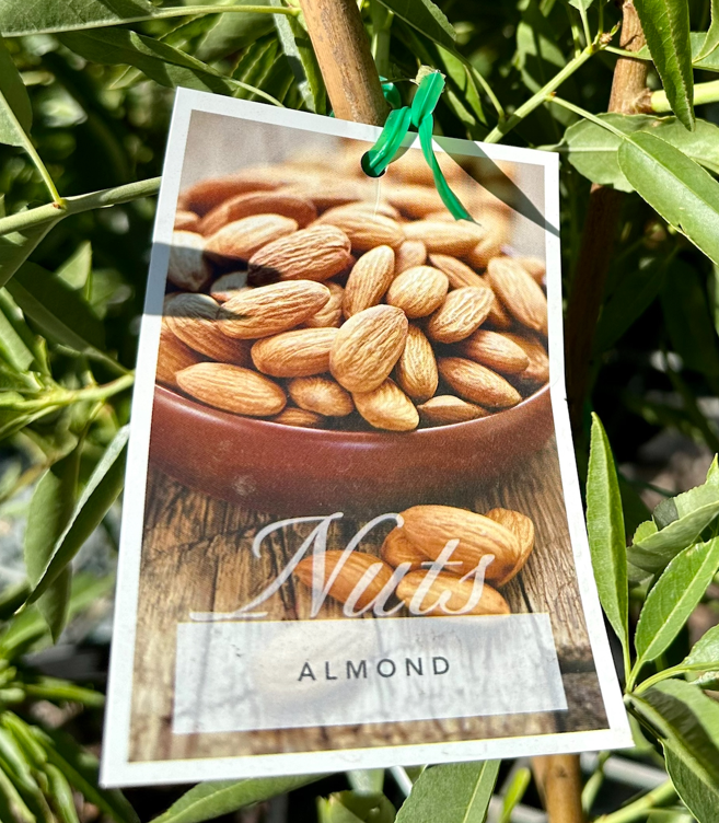 ALMOND Dwarf - Echuca Plant Farm