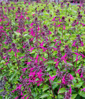 SALVIA 'Raspberry Perfect Pollinator' - Echuca Plant Farm