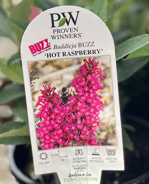 BUDDLEIA Buzz 'Hot Raspberry' - Echuca Plant Farm