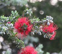 Kunzea Pulchella 'Grey Leaf Form' - Echuca Plant Farm