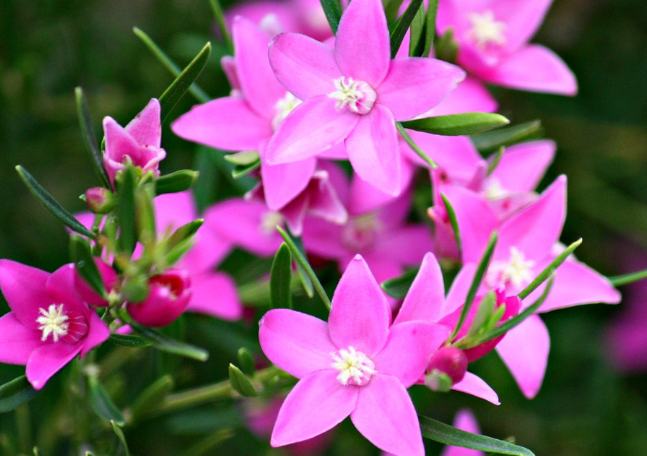 Crowea saligna 'GRAND STAR' - Echuca Plant Farm