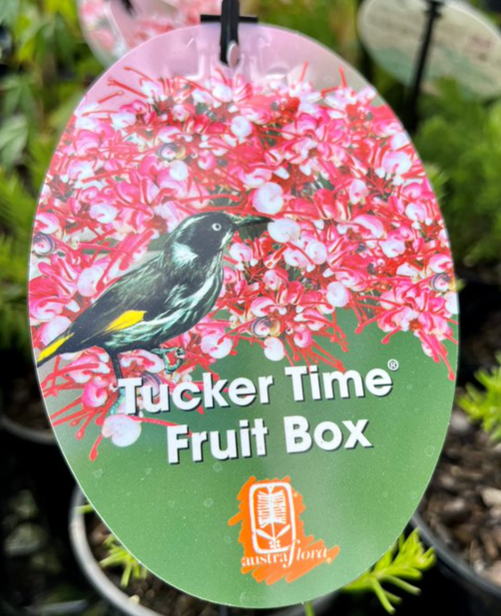 GREVILLEA 'Tucker Time Fruit Box' - Echuca Plant Farm