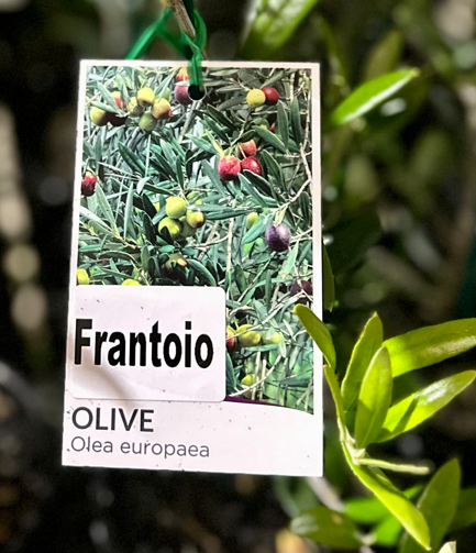 OLEA europaea 'Frantoio' (Olive) - Echuca Plant Farm