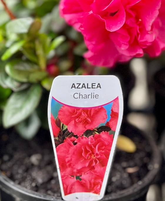 AZALEA 'Charlie' (Bush) - Echuca Plant Farm