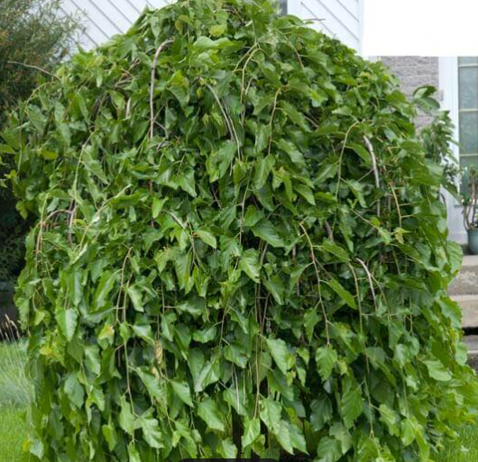Morus alba pendula (Weeping Standard) - Echuca Plant Farm
