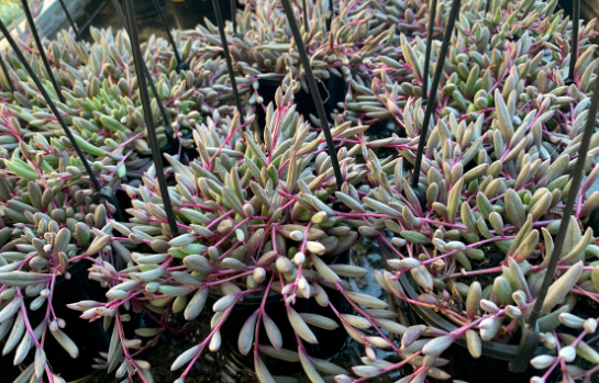 OTHONNA Capensis 'Ruby Necklace' - Echuca Plant Farm