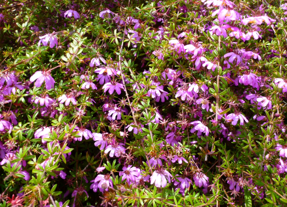 BAUERA rubiodes 'Vivid' - Echuca Plant Farm