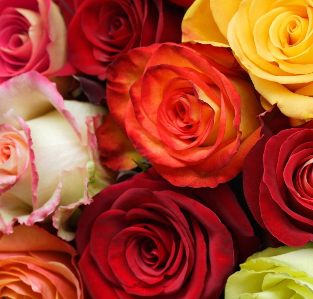 ROSES 4FT Standard Premium Varieties - Echuca Plant Farm